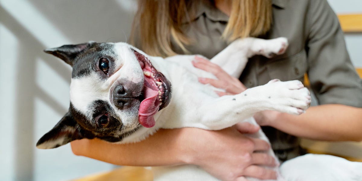 8 fascinating facts about French bulldogs, the most popular dog breed ...