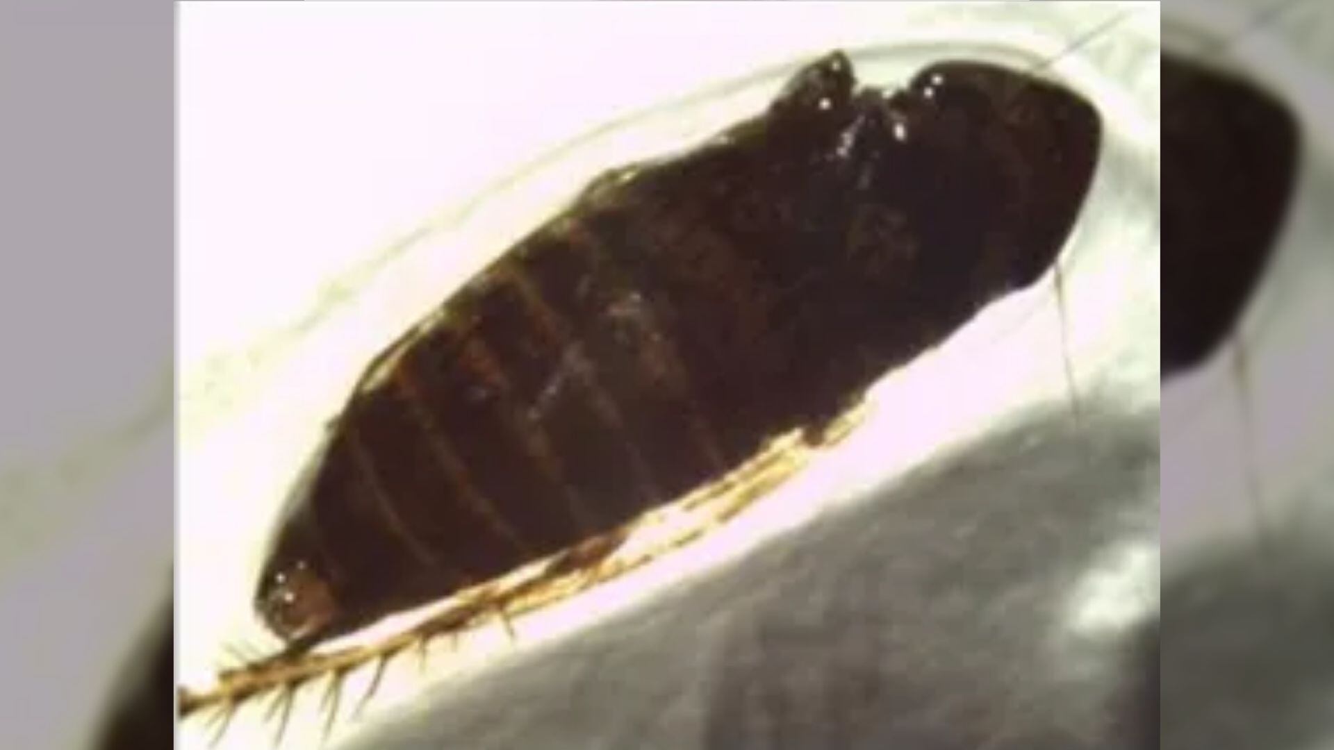 Rare insect found in leafy greens shipment coming to Arizona from Mexico
