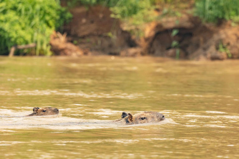 This off-the-beaten-path country has giant anteaters, swimming ...