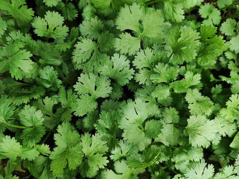 Why coriander leaves die within two days in summer and what to do about it