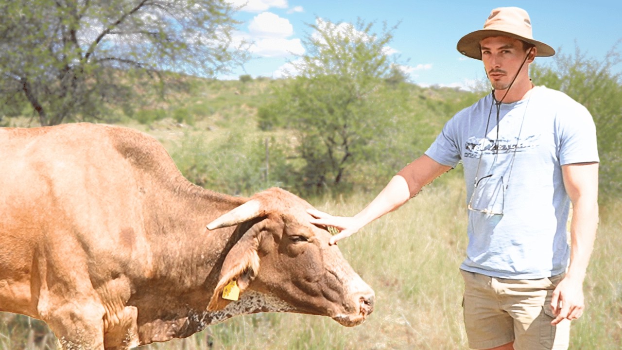 The farm stops when a cow gets sick