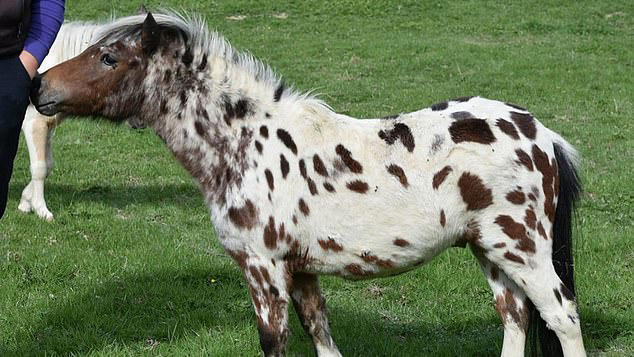 Hunt underway for two rare miniature horses stolen from farm in Kent
