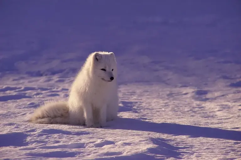Animals that can survive the harshest winters in North America