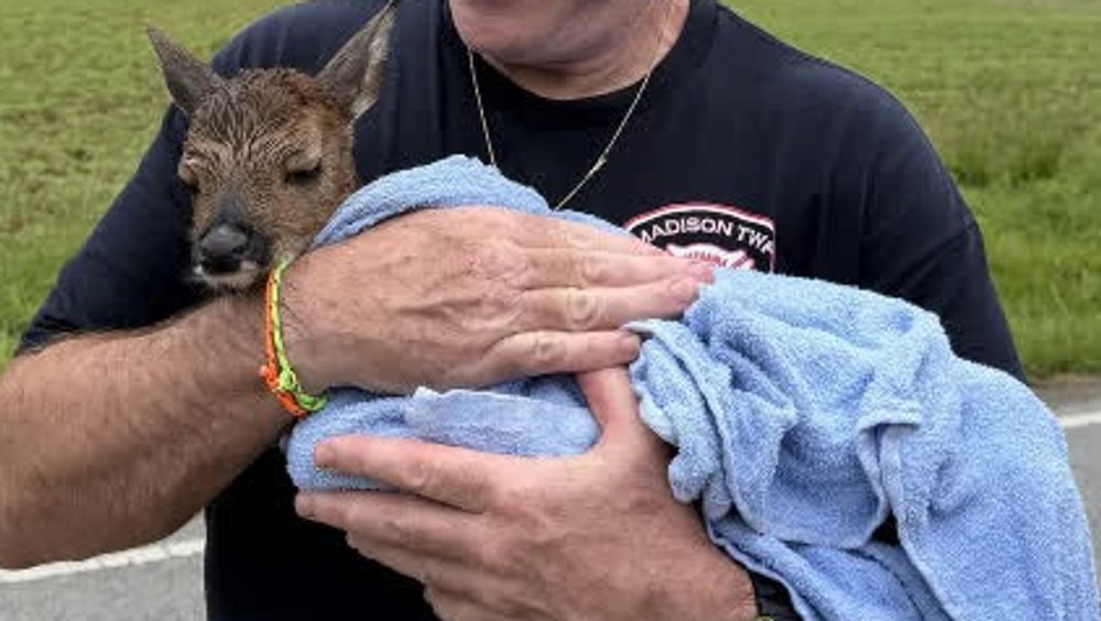 Fawn rescued from a strong current