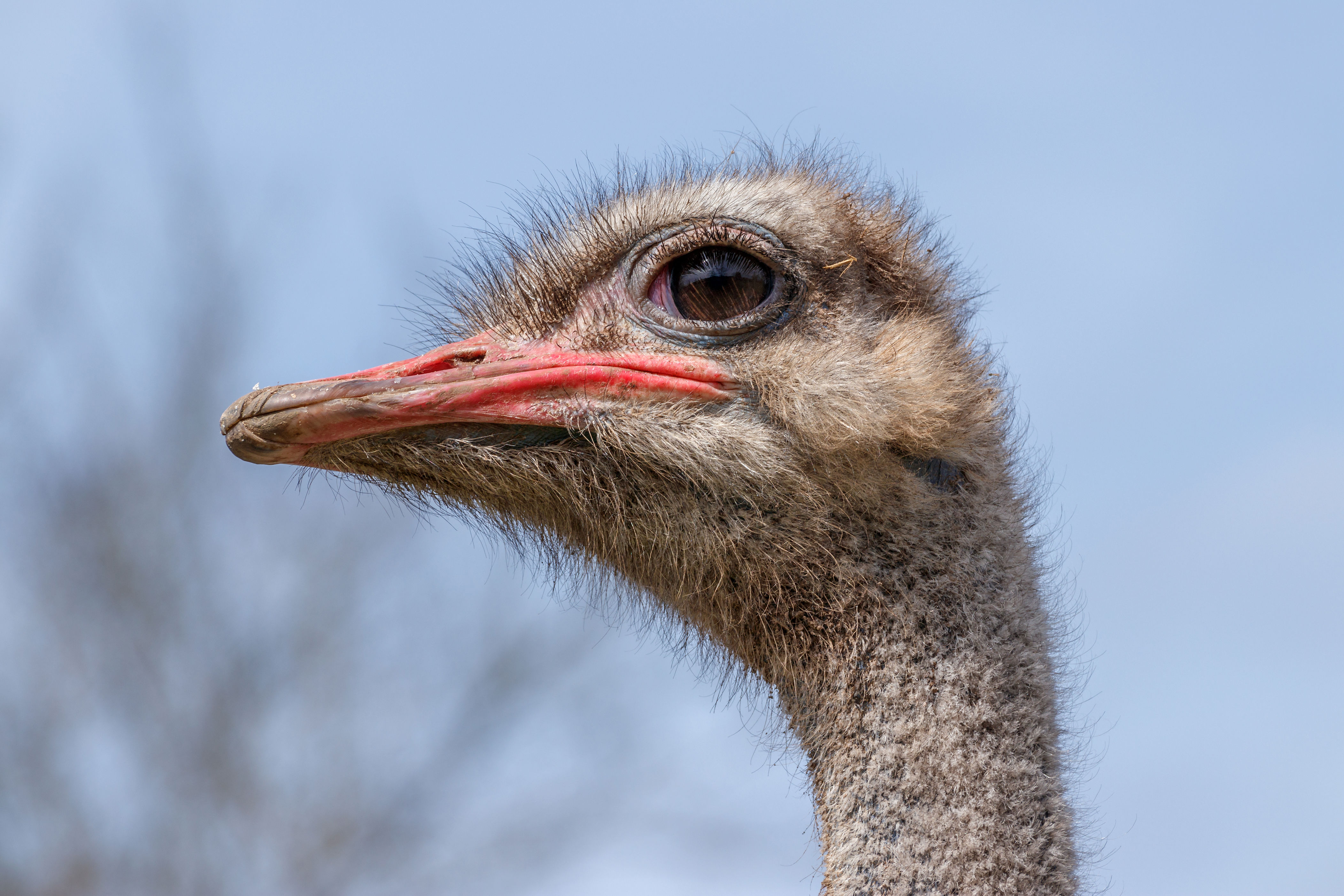 10 wild birds that are deadlier than you think