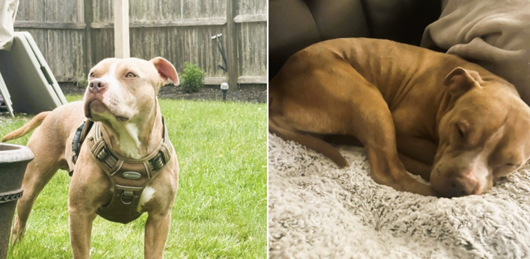He just got adopted... then deployment orders came: Soldier's beloved ...
