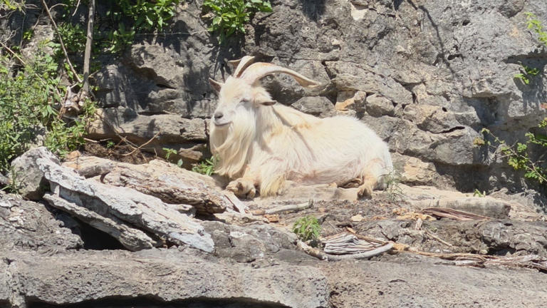 Ozarks life: The search for Crisco the goat on Table Rock Lake
