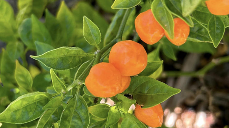 The low-maintenance pepper variety that gardeners turn to year after year
