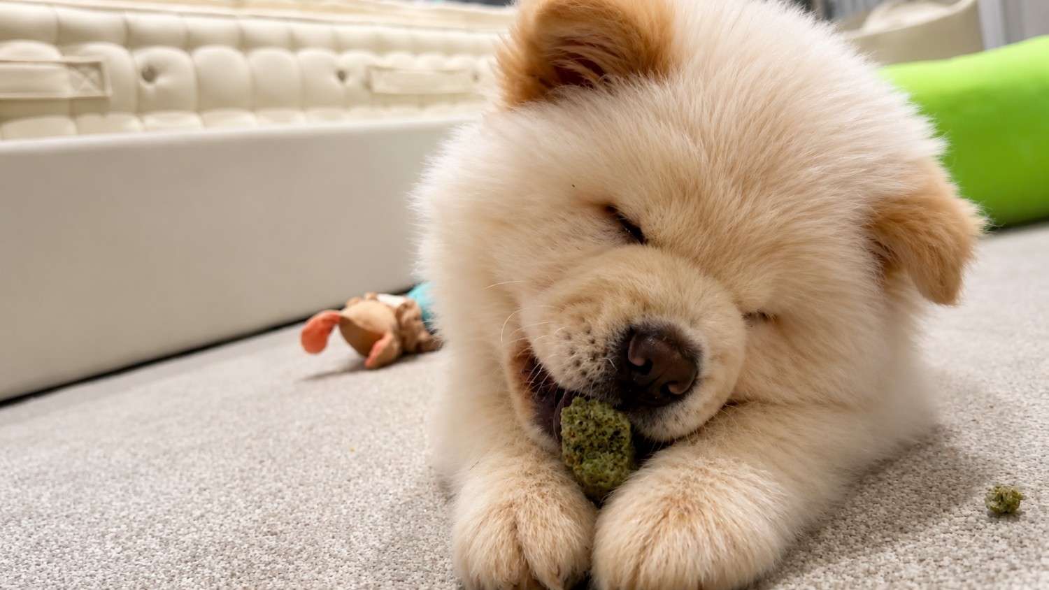 This fluffy rescue puppy met a Doberman