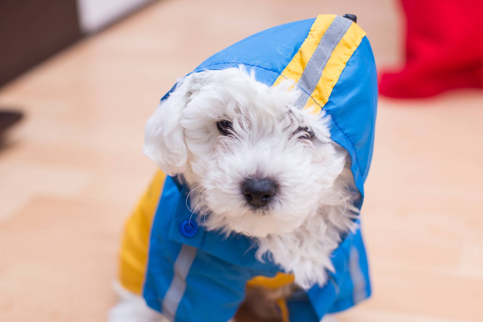 Watch this Maltese's hilarious first raincoat adventure and his funny ...