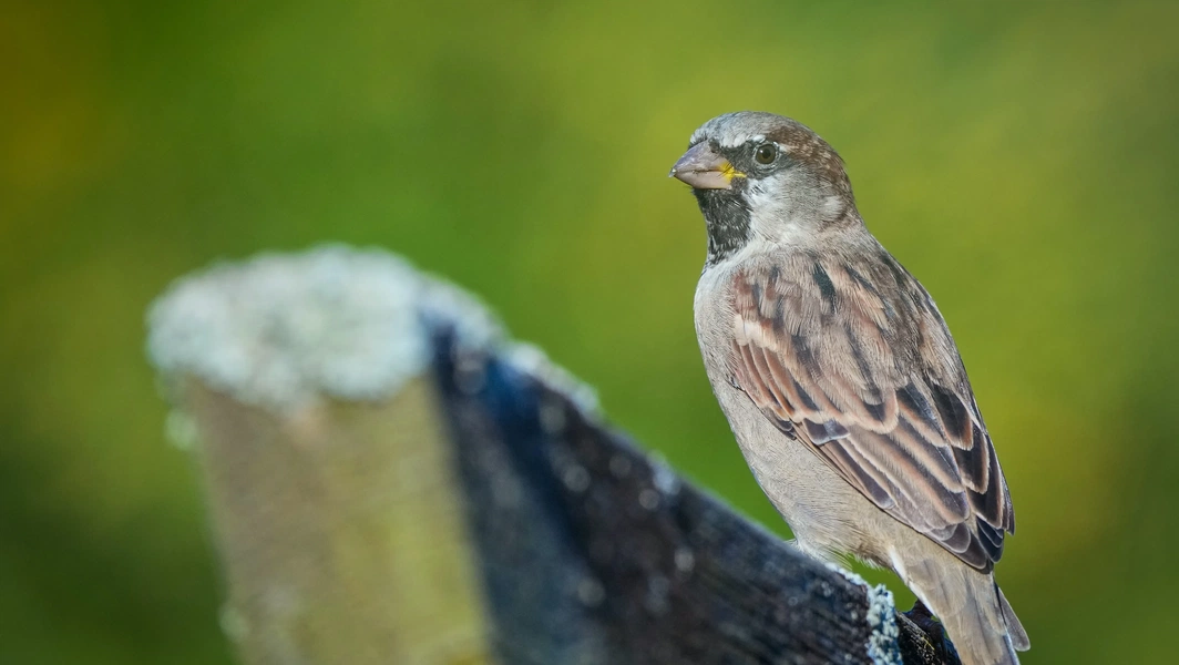 Experts urge homeowners to create sparrow-friendly yards