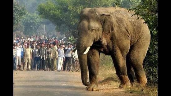 From mascot of progress to emergency: How J’khand’s ‘flying elephant ...