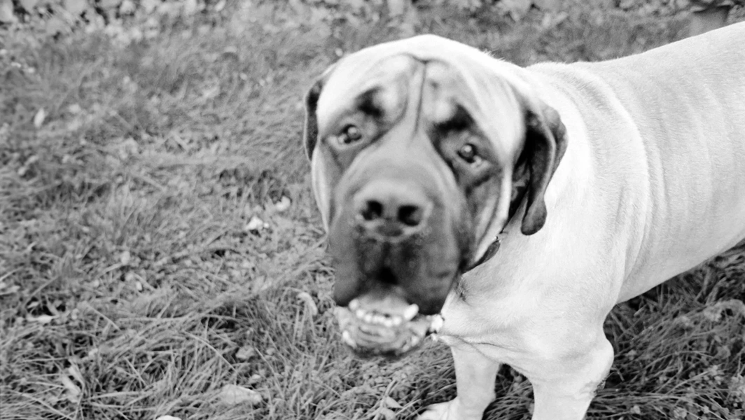 Living big with a gentle giant mastiff