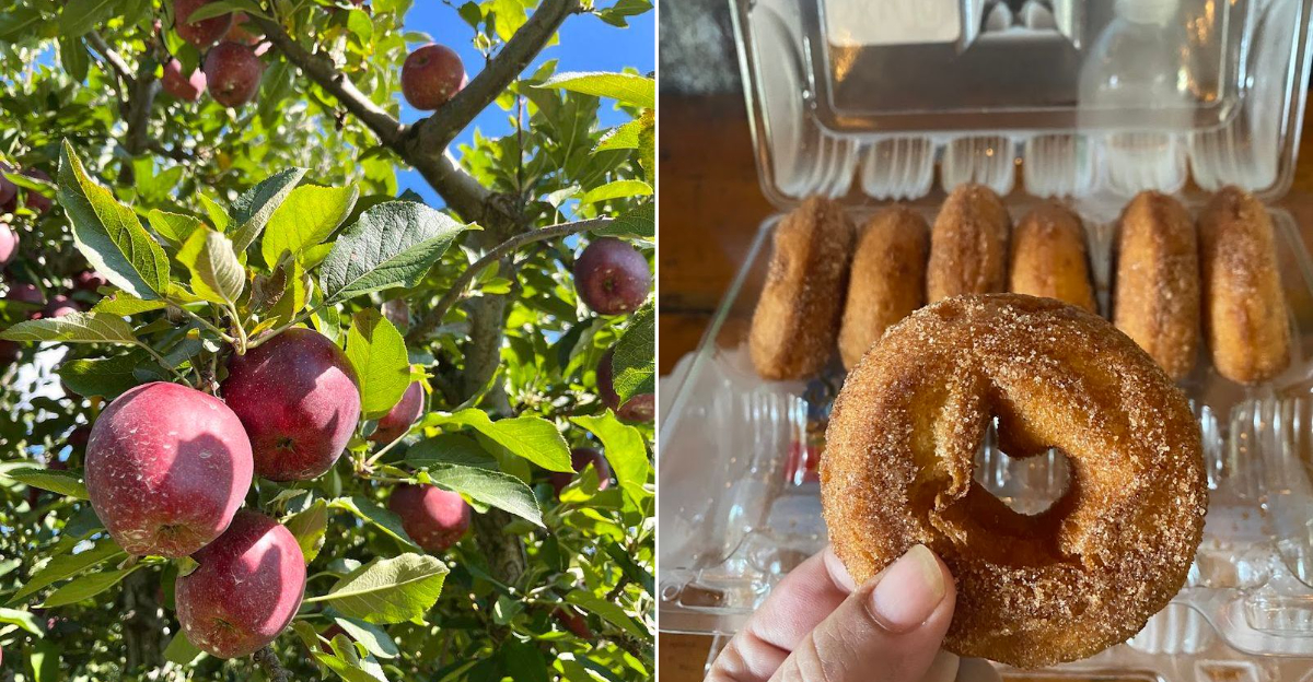 The North Carolina mountain orchard where celebrated mini apple cider ...