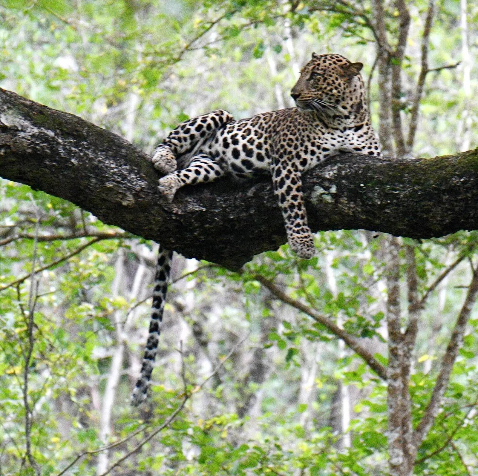 Leopard spotted near Wagle estate area in Mumbai