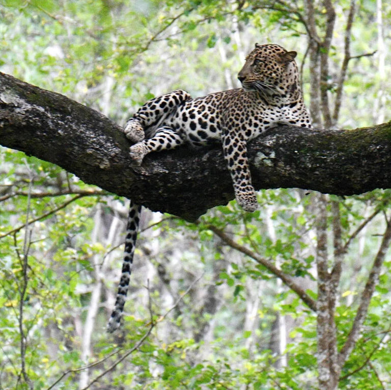 Leopard spotted near Wagle estate area in Mumbai