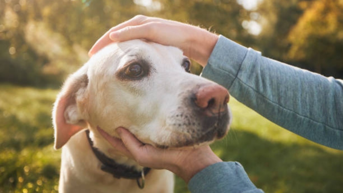 Thousands of owners do it without being aware of the danger: SPCA ...