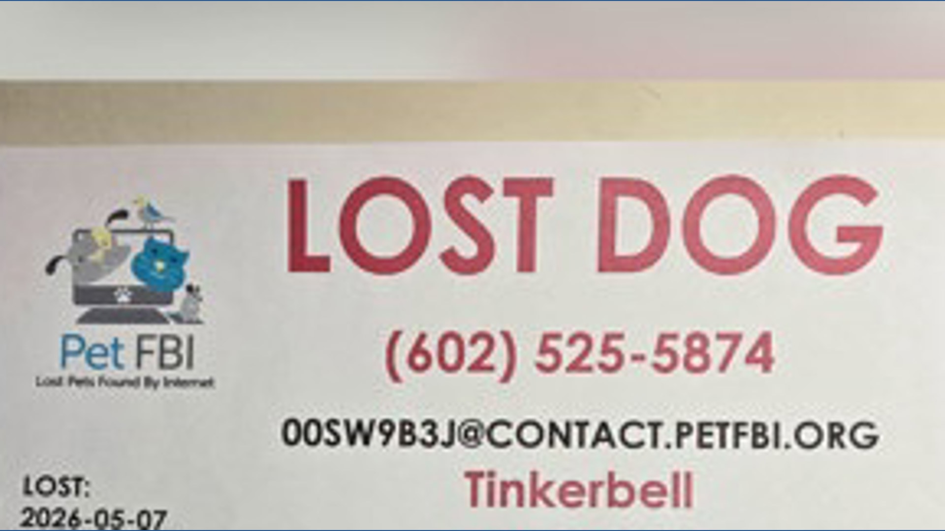 Phoenix veteran searches for missing dog needing lifesaving medication