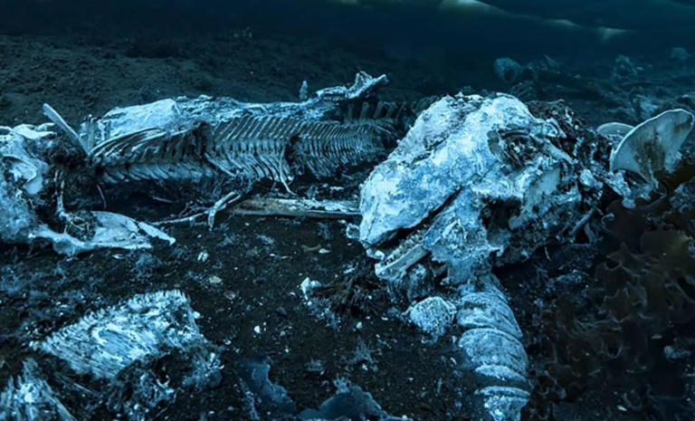 Scientists reveal the strange deep-sea creature that can devour an ...