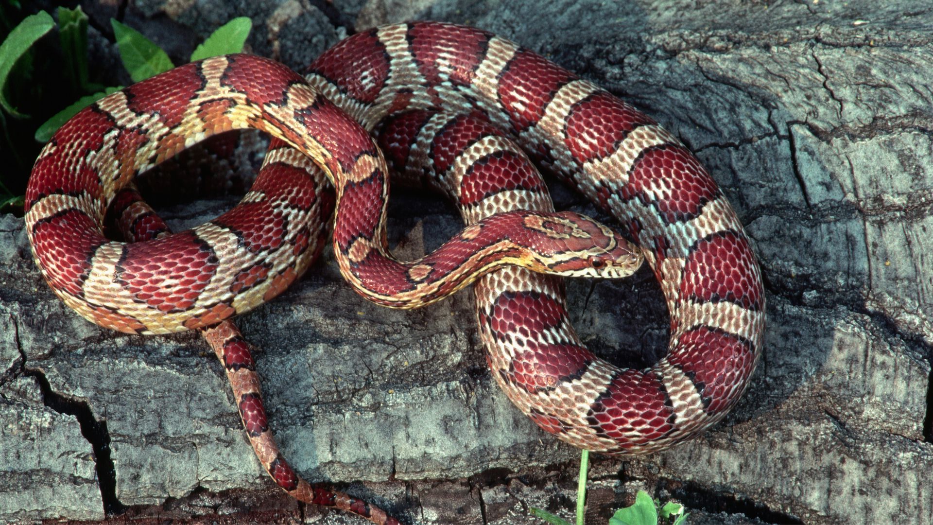 Low-maintenance reptiles that make great pets