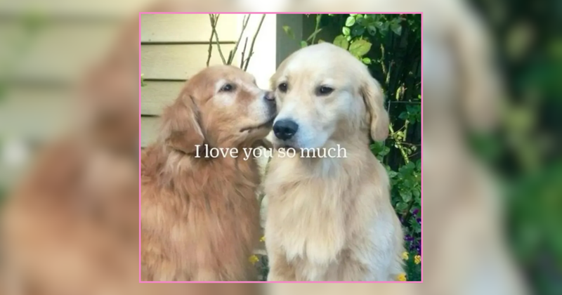 A weekend kiss of pupper memes for good luck