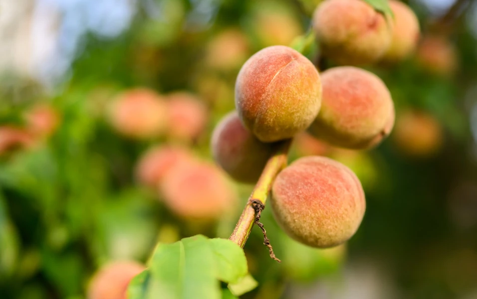 Peach desserts to sweeten your summer days