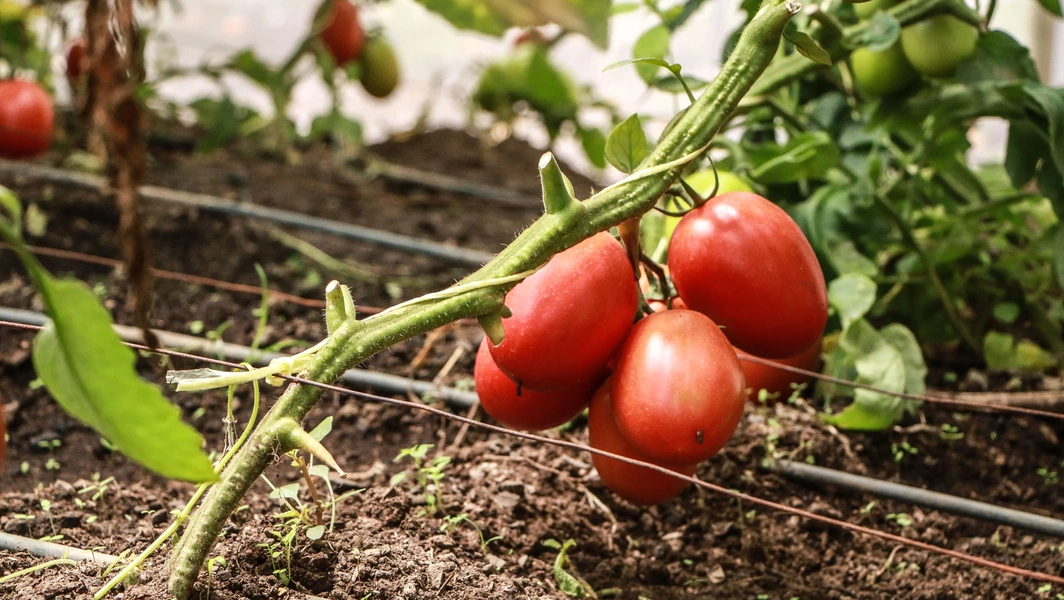 How to grow healthy, productive tomato plants