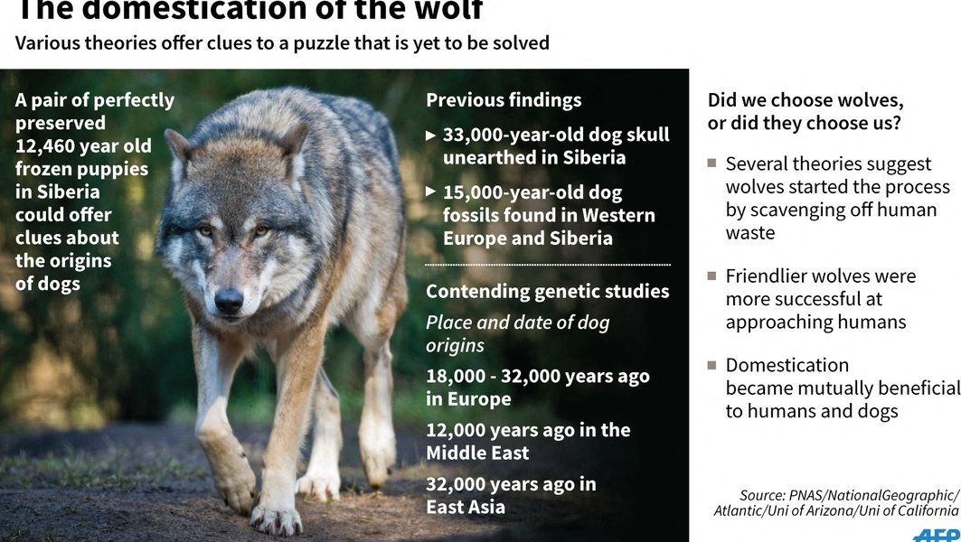 Study finds humans share 84% of DNA with dogs