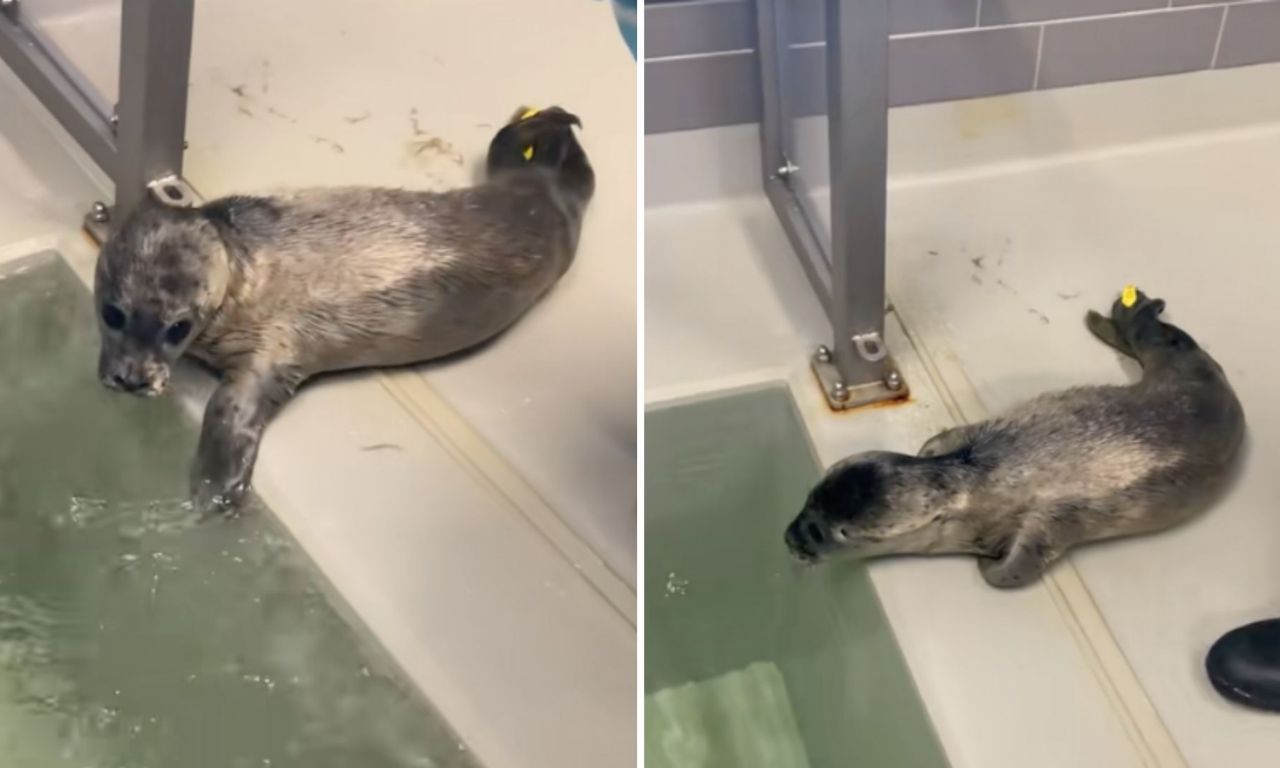 Foca bebé rescatada enternece a internet con sus primeras lecciones de ...