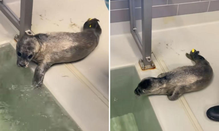Foca bebé rescatada enternece a internet con sus primeras lecciones de ...