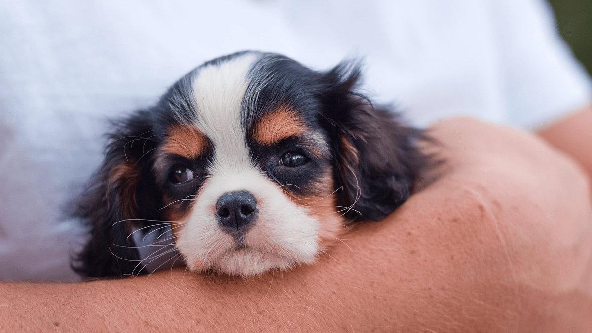 25 dog breeds perfect for accompanying senior citizens in their old age