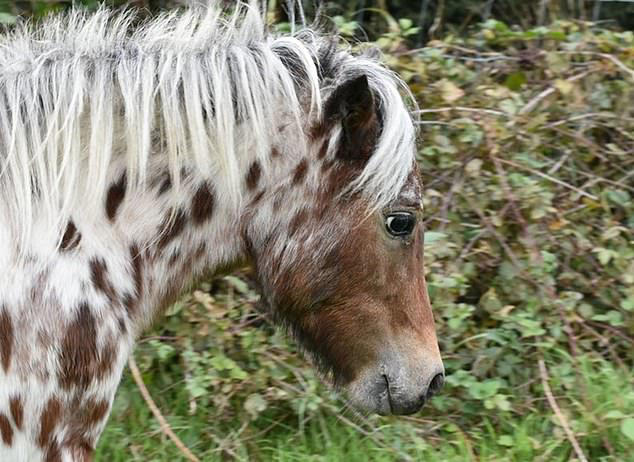 Hunt underway for two rare miniature horses stolen from farm in Kent