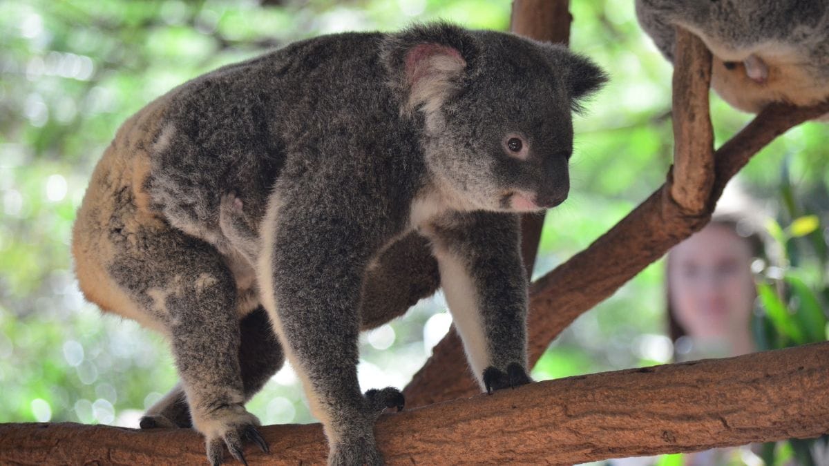 Australia is on the hunt for its next koala rescue dog