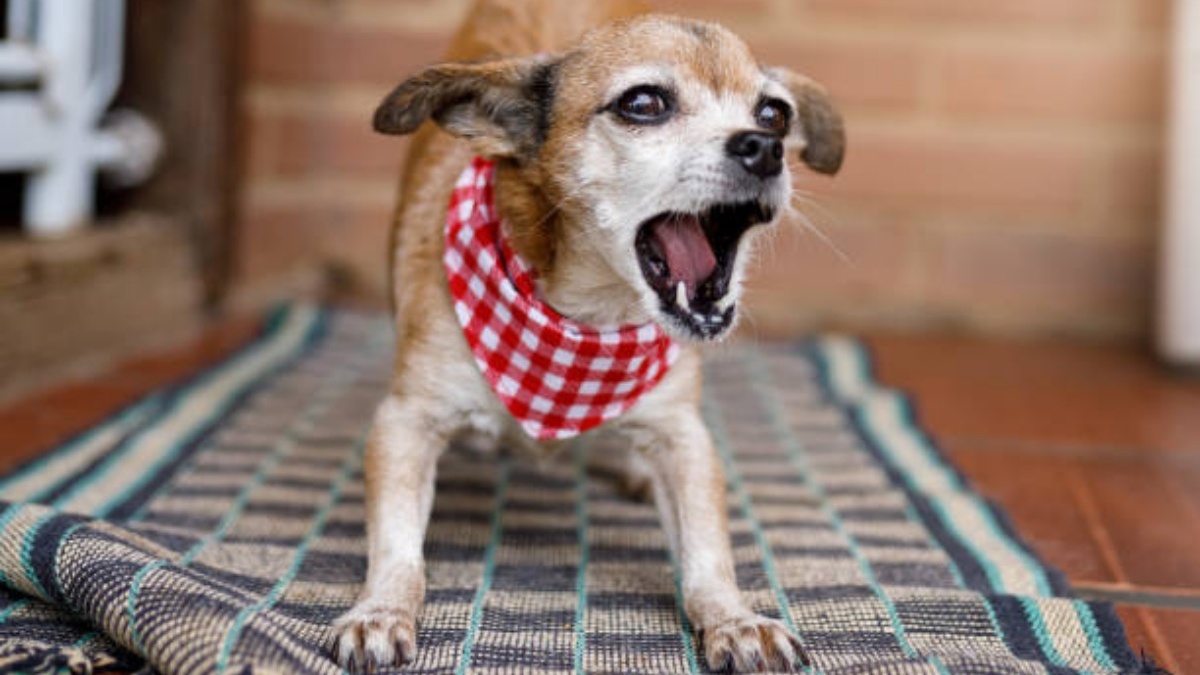 What your dog might be sensing when barking at certain people ...
