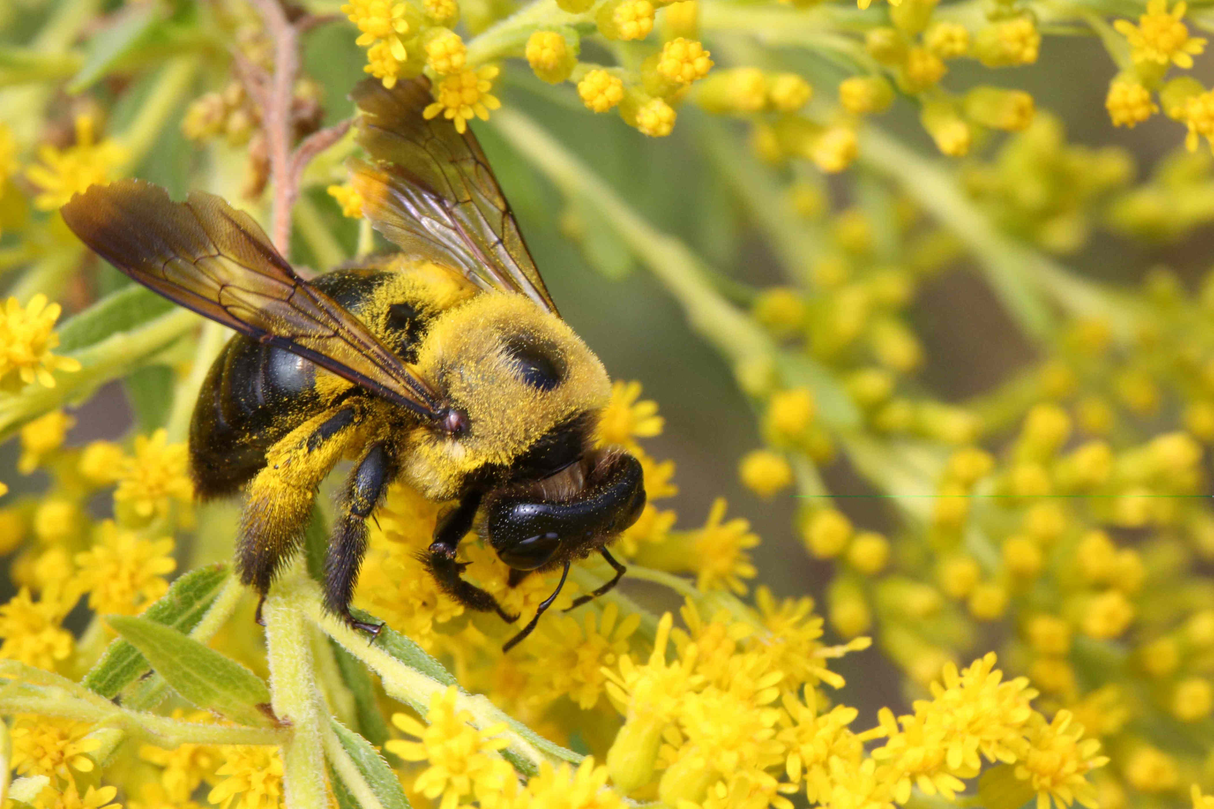Should you leave carpenter bees alone? What entomologists want you to know