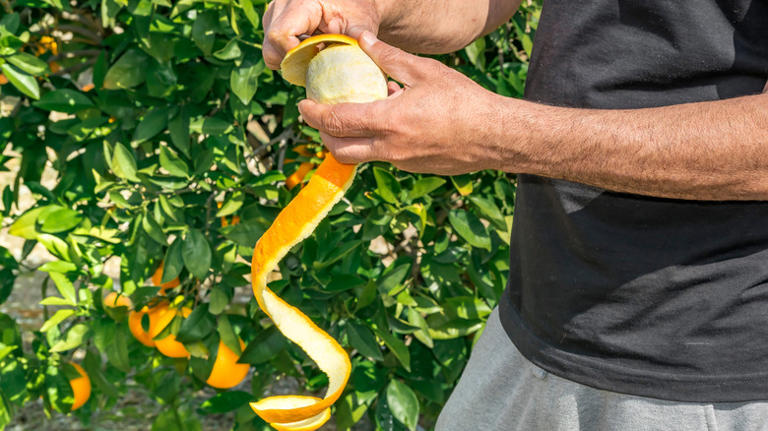Keep aphids away from your plants with a sweet smell they can't stand