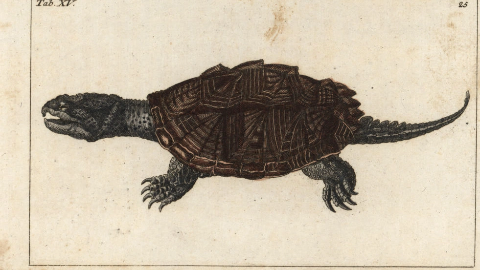 Snapping turtles and their wild freshwater world