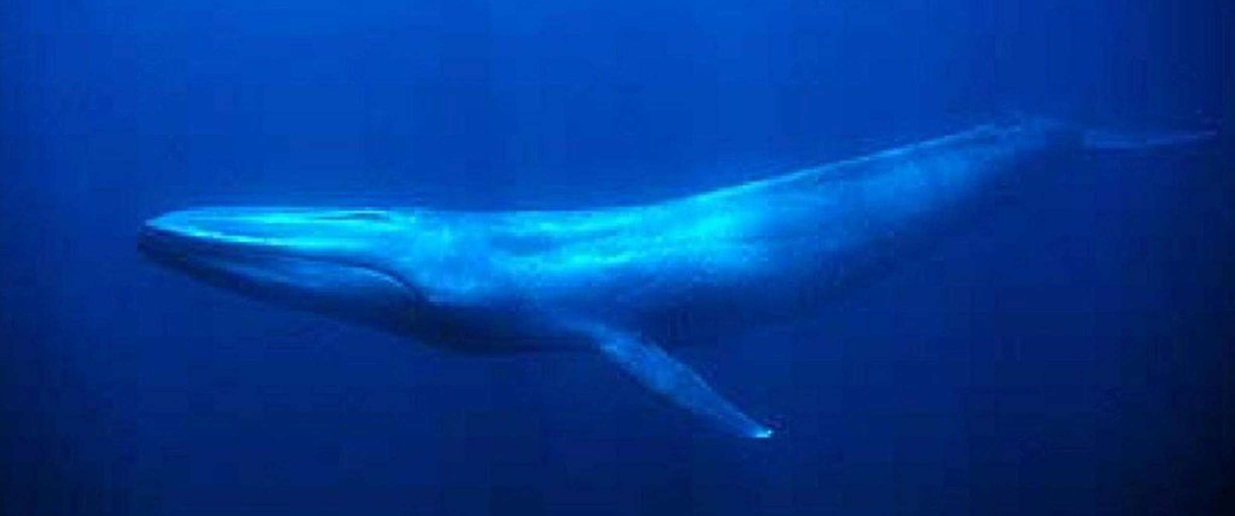 Animals with calls powerful enough to shake the planet