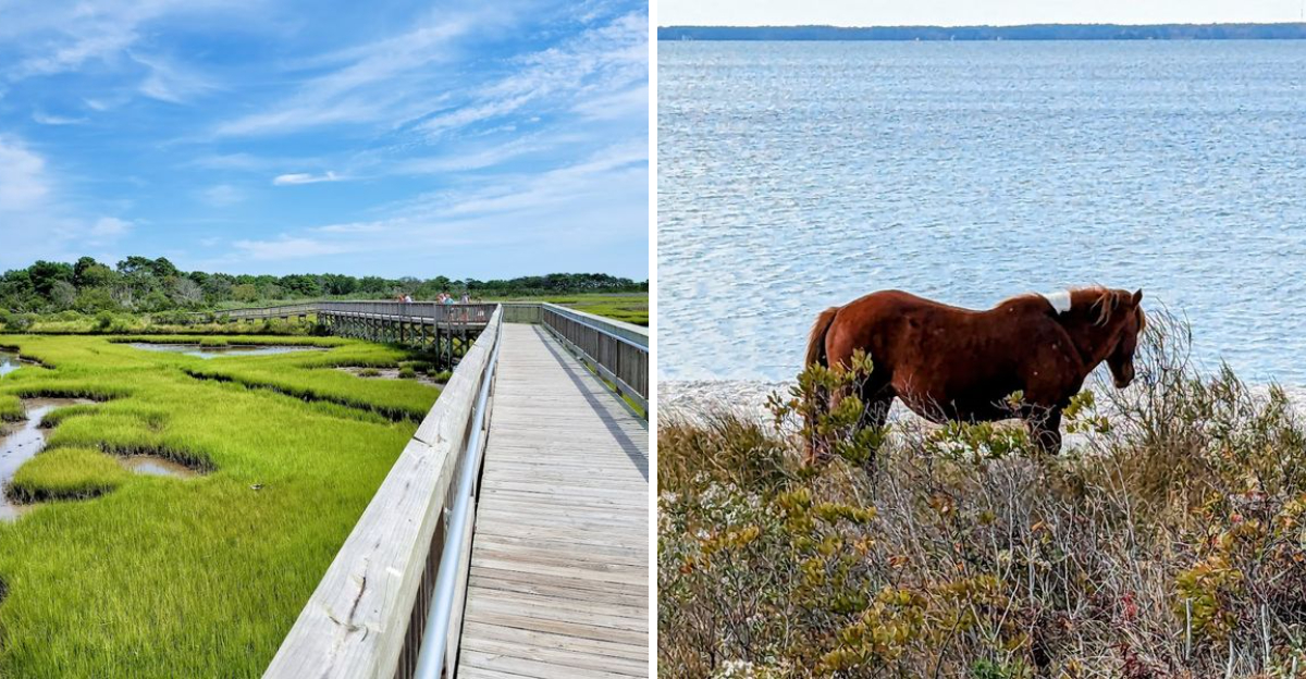 This Maryland boardwalk trail takes you through a hidden marsh full of ...