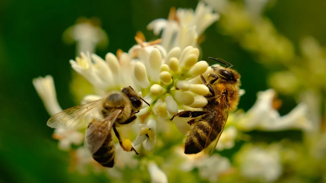 Why certain flowers change color as they are successfully pollinated