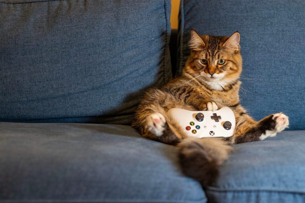 Why did this street cat choose one specific house?