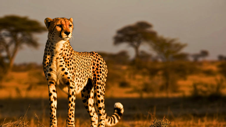 Which Indian state is called the cheetah state?