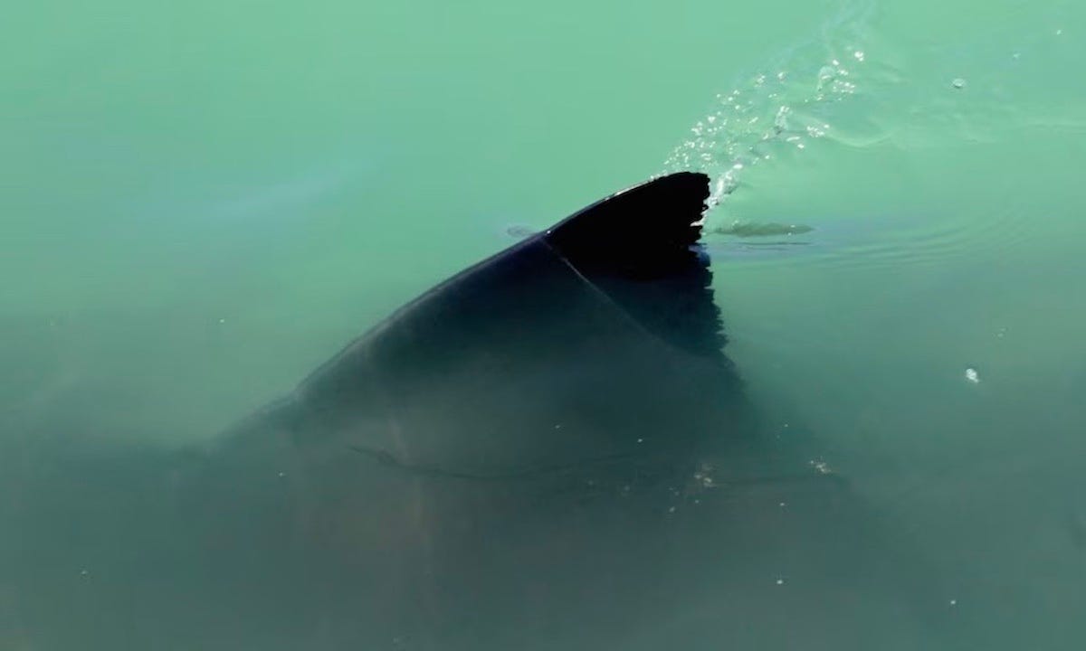 Surfer in serious condition after apparent shark attack off Honolulu