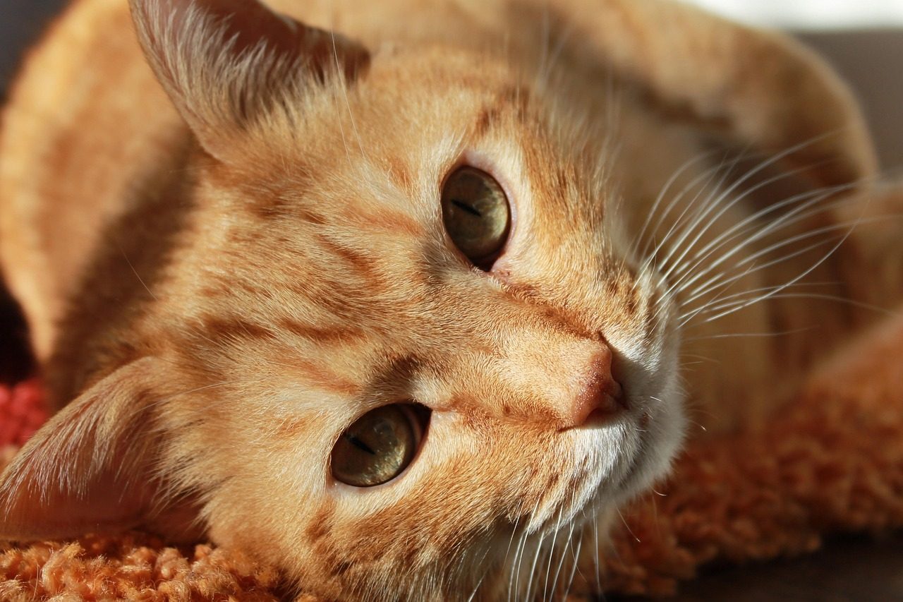 Why did this street cat choose one specific house?