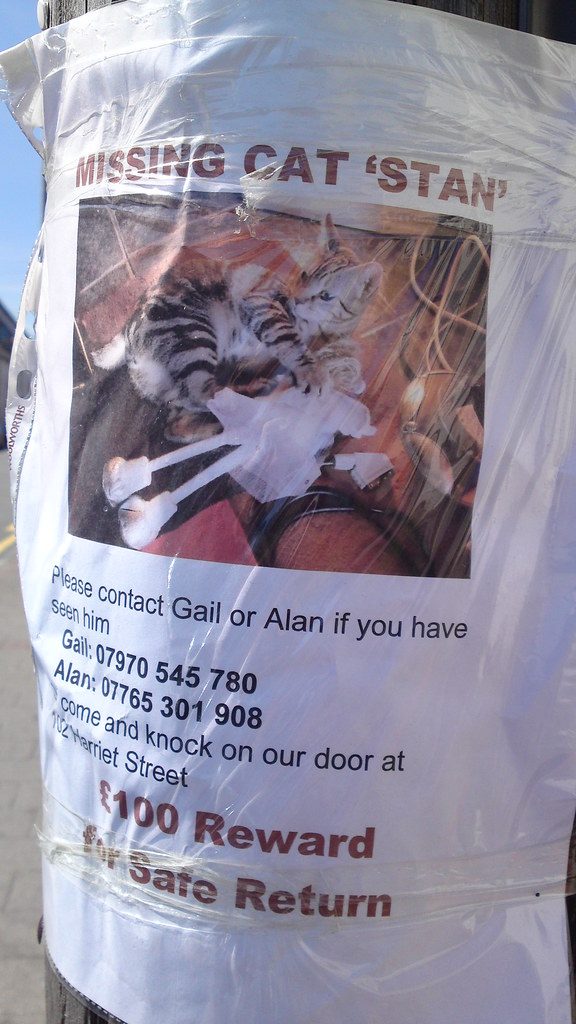 Why did this street cat choose one specific house?