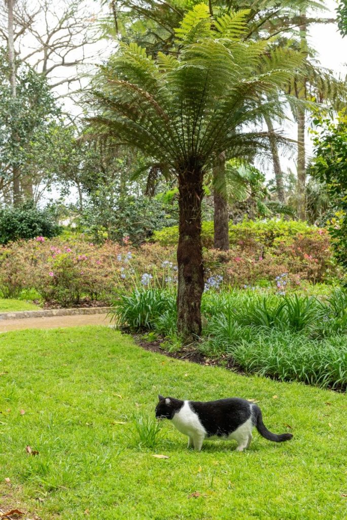 Why did this stray cat keep leaving gifts on the porch?
