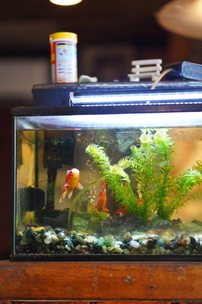The simple art of keeping saltwater fish healthy and thriving