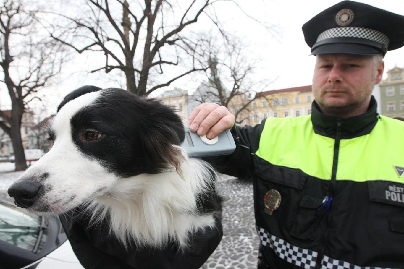 Máte pejska? Už brzy ho budete muset nechat povinně zapsat