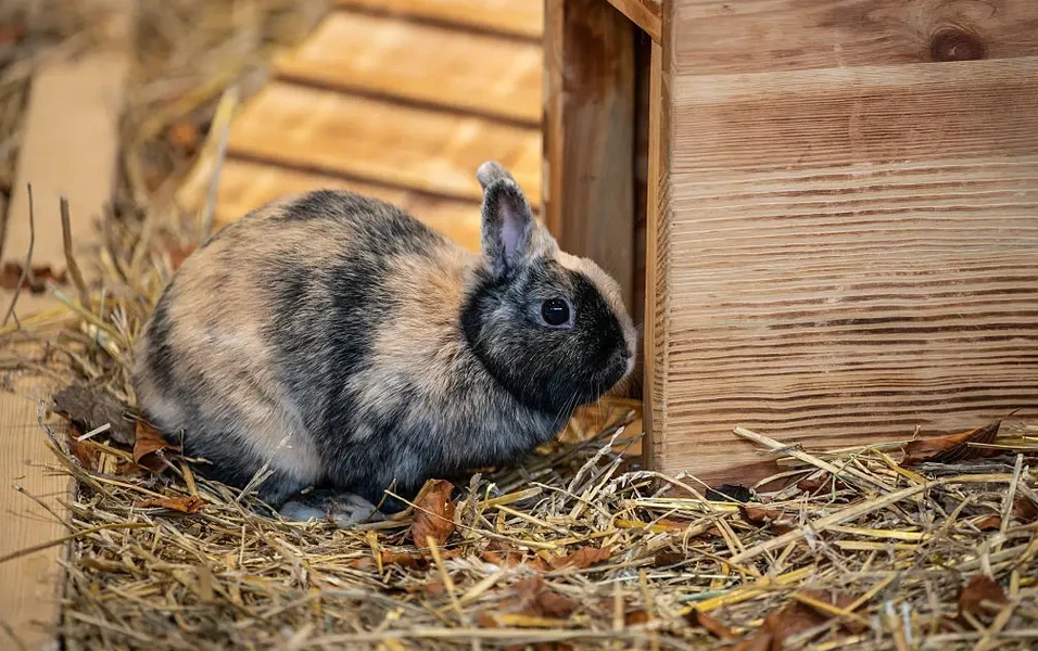 Finding the perfect bunny for you