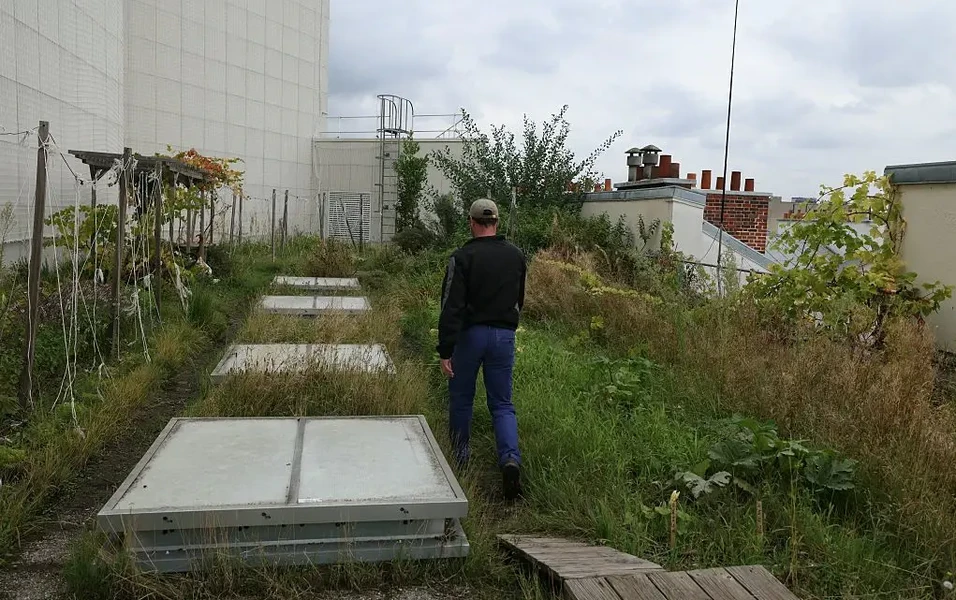 Turning city skylines into living forests
